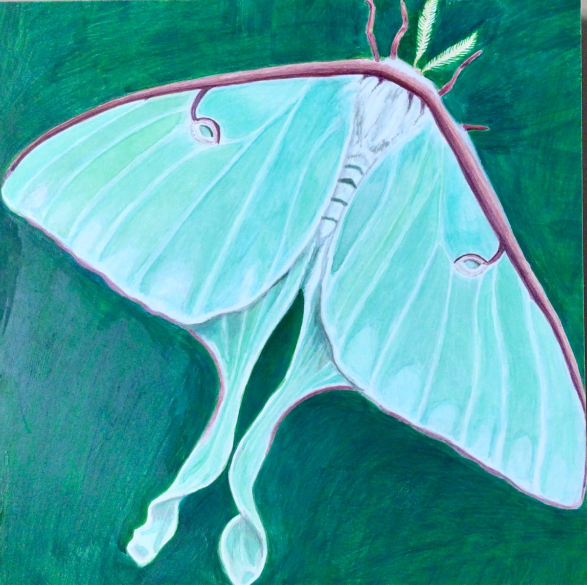 Luna Moth From The Collection Of Pyramid Atlantic Artwork Archive