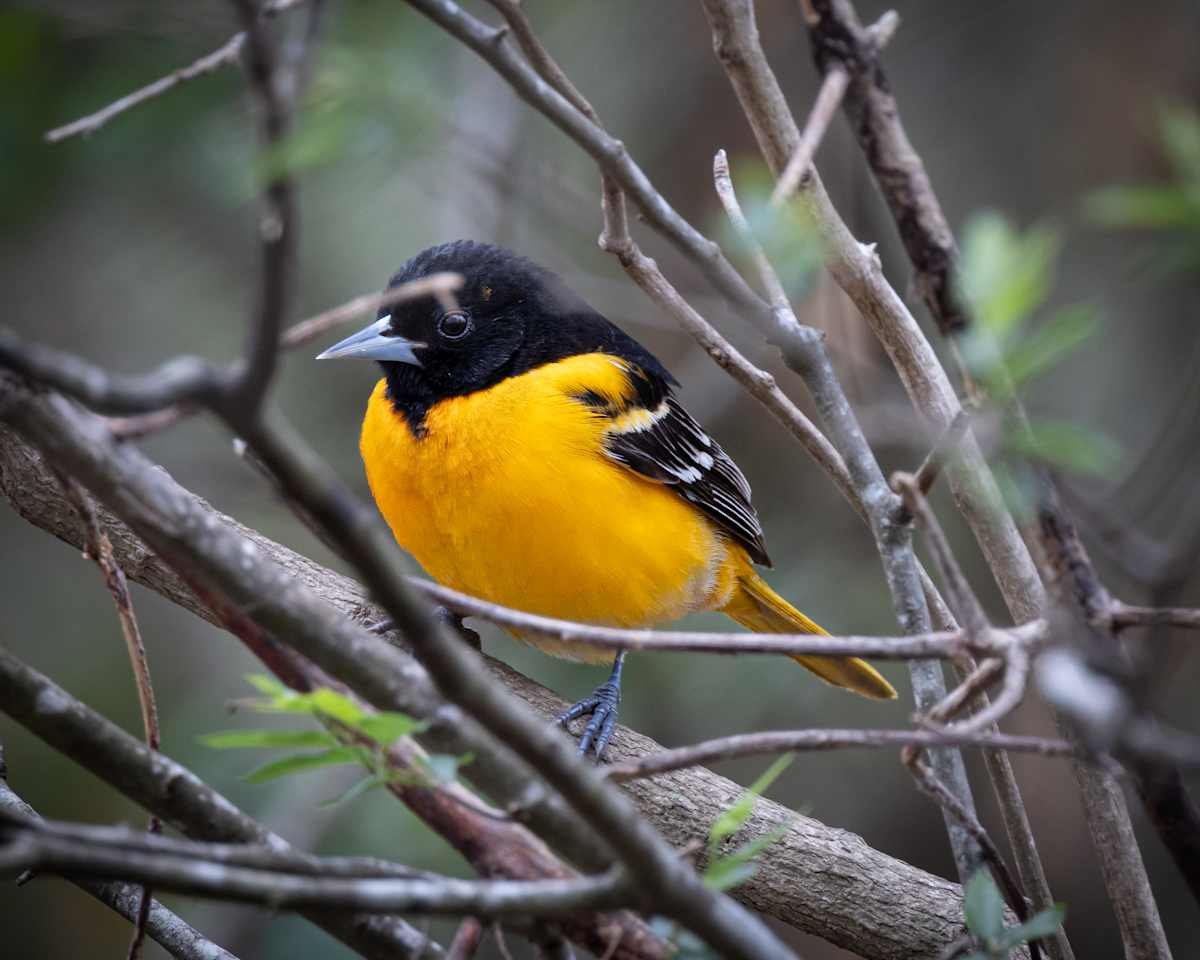 Baltimore Oriole male, Hugh Ramsey Nature Park, Texas, USA by David ...