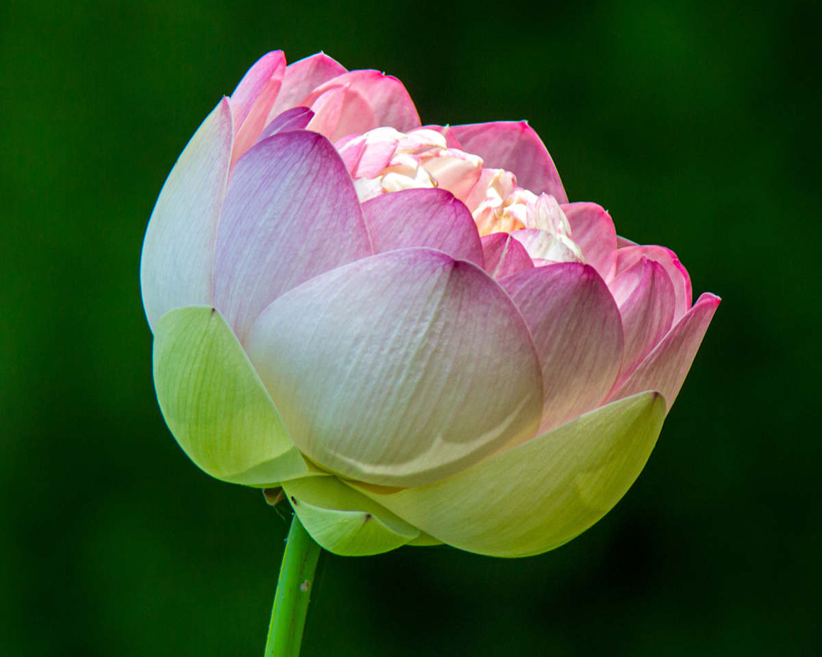 Blooming pink lotus flower by David Whited | Artwork Archive
