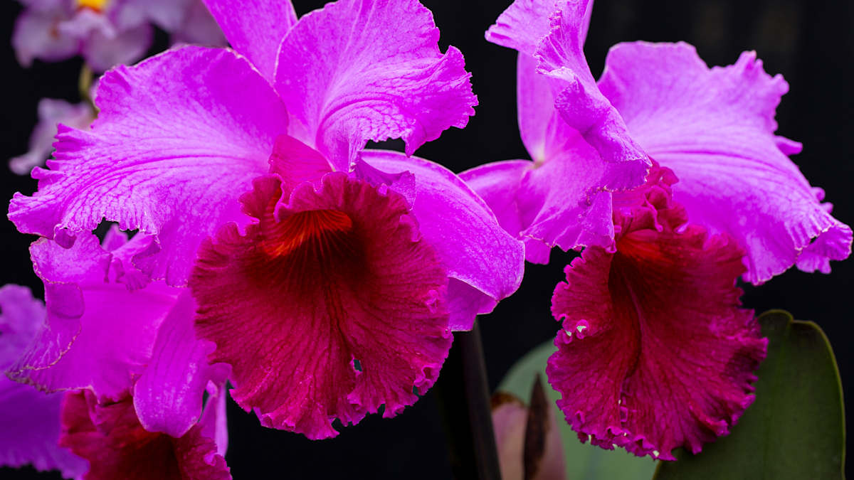 Cattleya Betty Ford 'York'. by David Whited | Artwork Archive