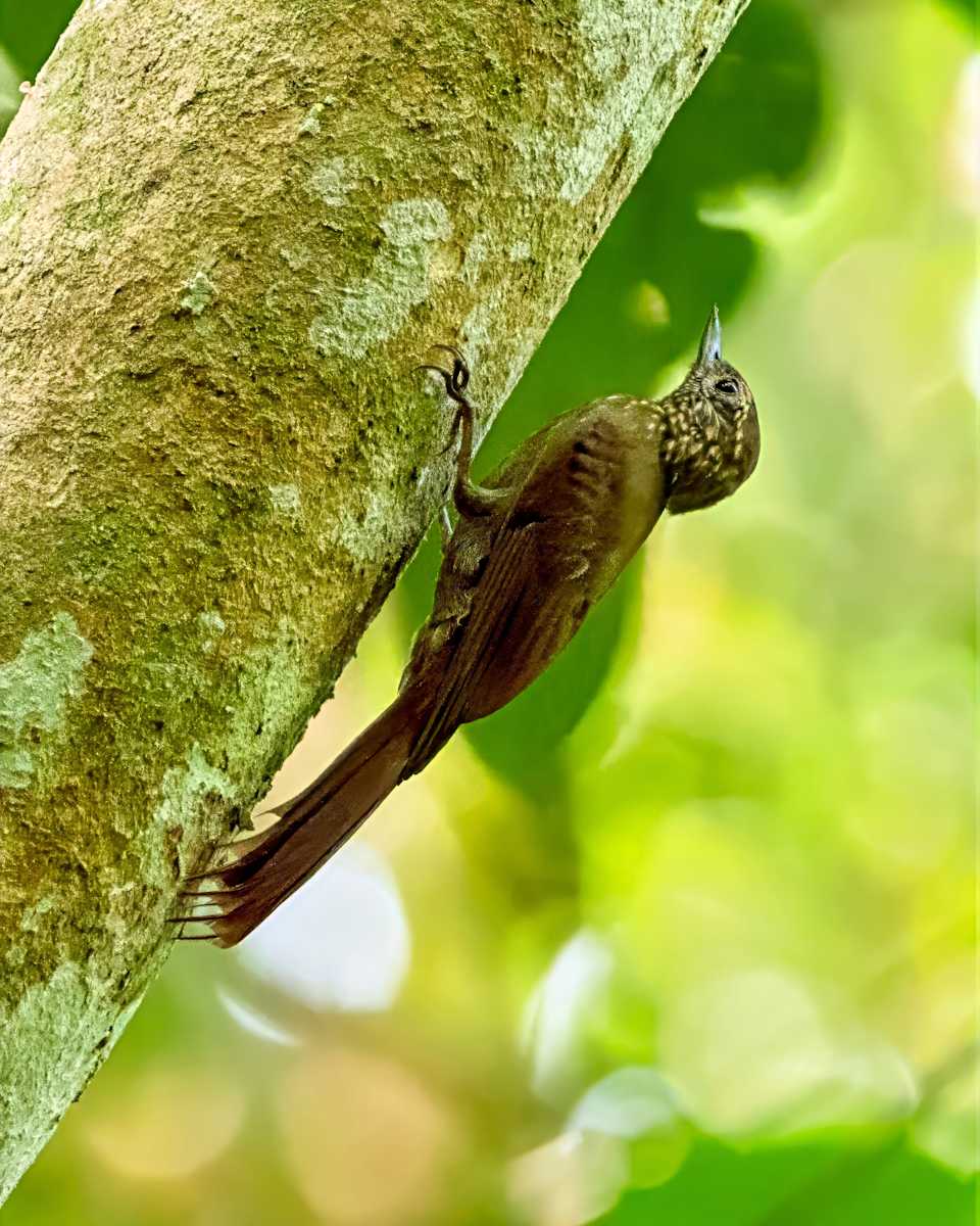 Wedge-billed Woodcreeper, Costa Rica by David Whited | Artwork Archive