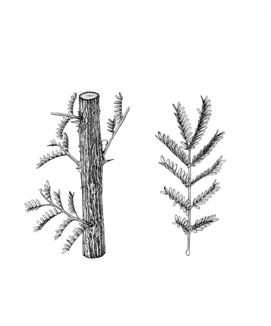 Acacia gerrardi Trunk and Leaves by Robyn Palescandolo | Artwork Archive
