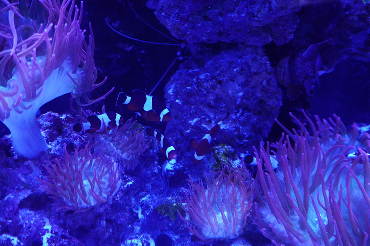 Jenkinson's Aquarium Series 7 - 12/17/2025 by Michael Hanna | Artwork ...