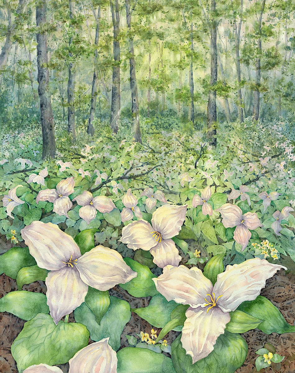 Trillium Forest from the exhibition Gifts of Art presents Native ...