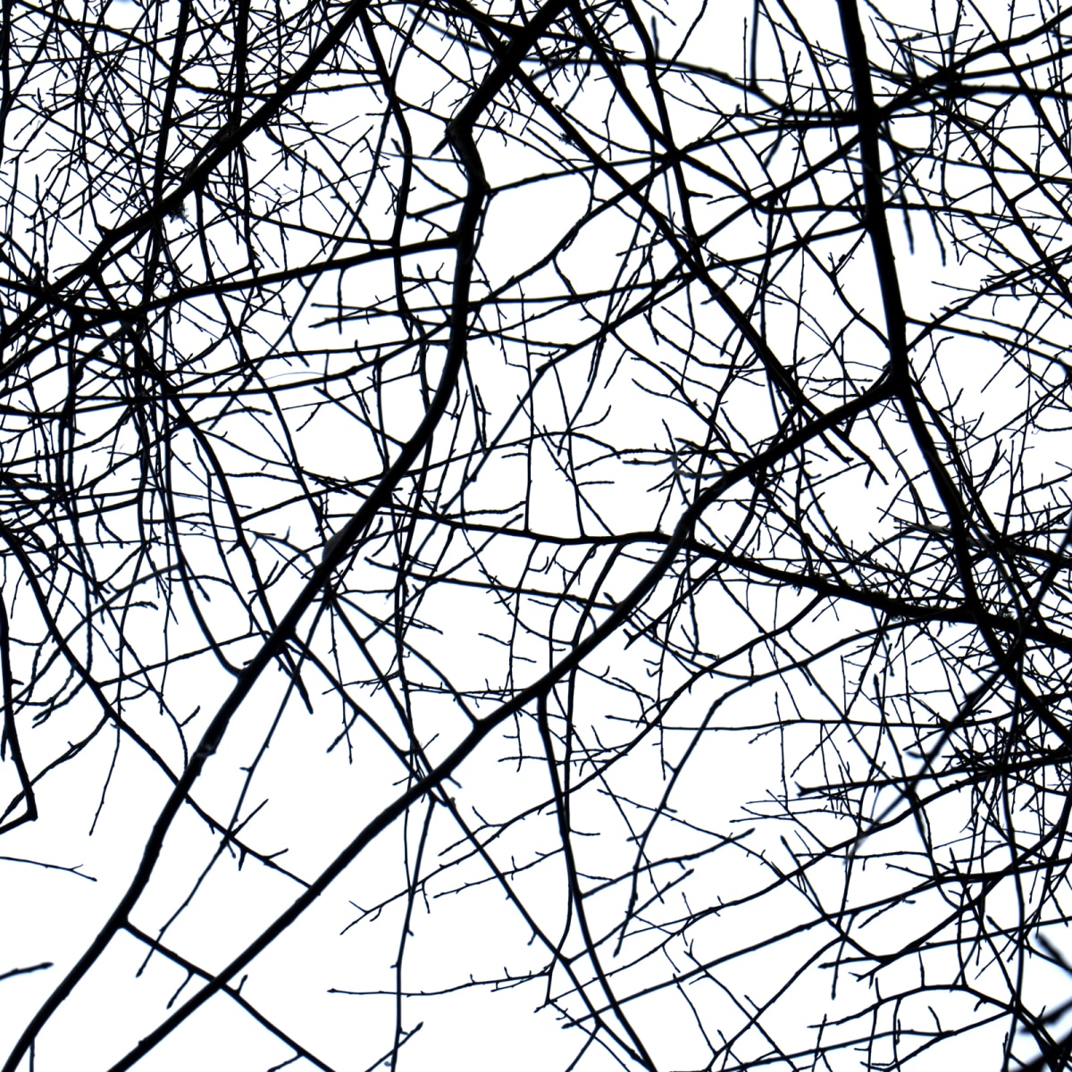 Network 20 by Daniel Kohn | Artwork Archive