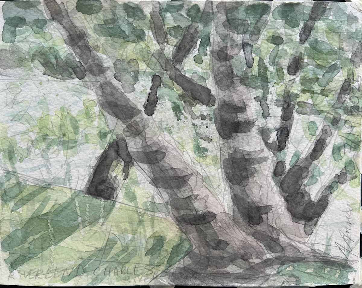 Birch Trees, Charles River, Riverbend from the exhibition 2025 Mary ...