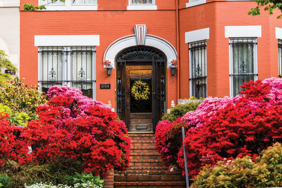 Capitol Hill Door with Azaleas by Jenny Nordstrom | Artwork Archive