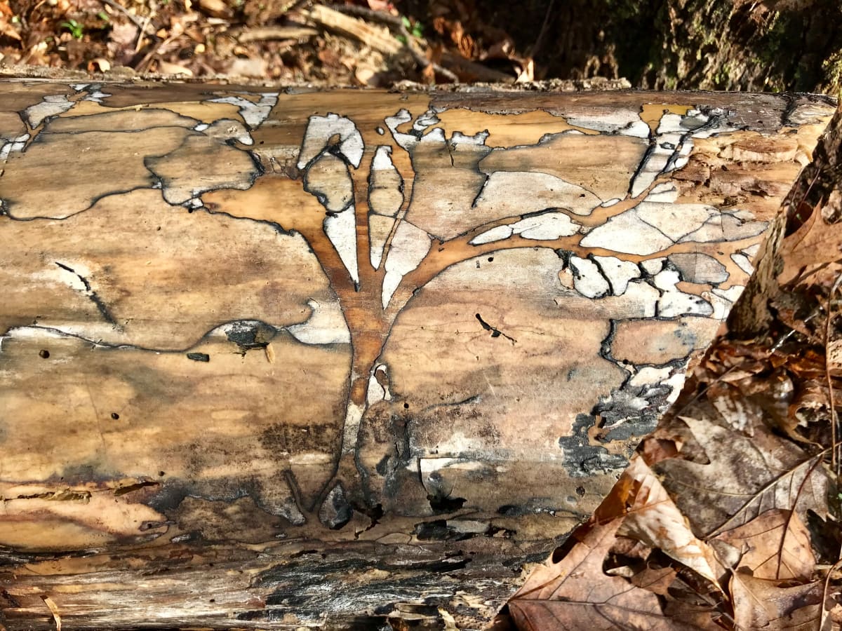 Nature Etching by Andrea | Artwork Archive