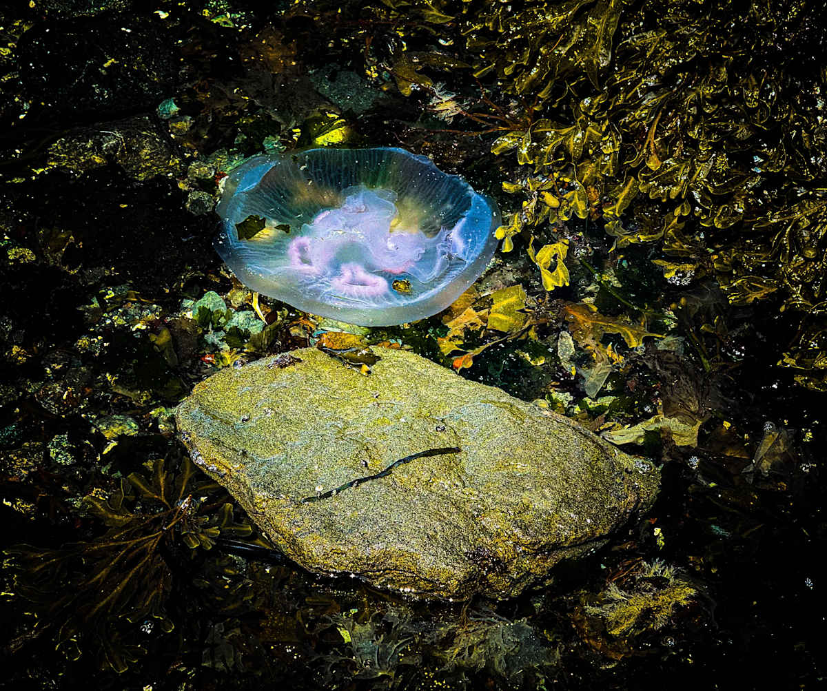 A Small God of the Sea by Sandy Brown Jensen | Artwork Archive