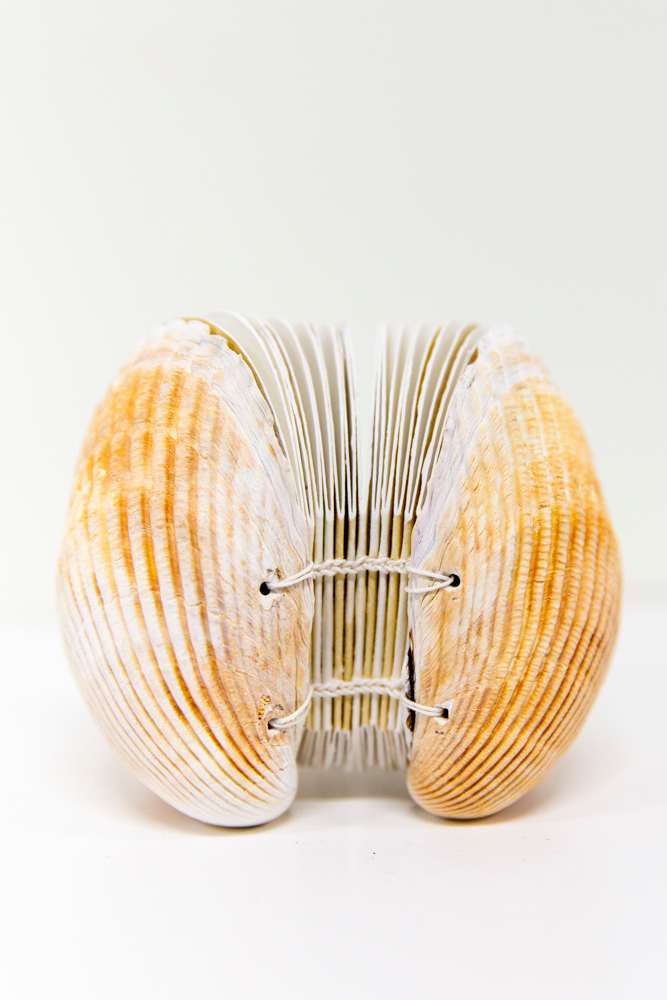 Oregon Cockle Clam, Vol 1 by Oriana Poindexter | Artwork Archive