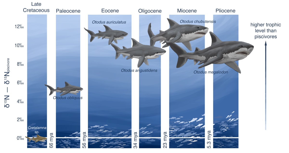 Megalodon Trophic Level Interpretive Graph from the exhibition 2022 ...