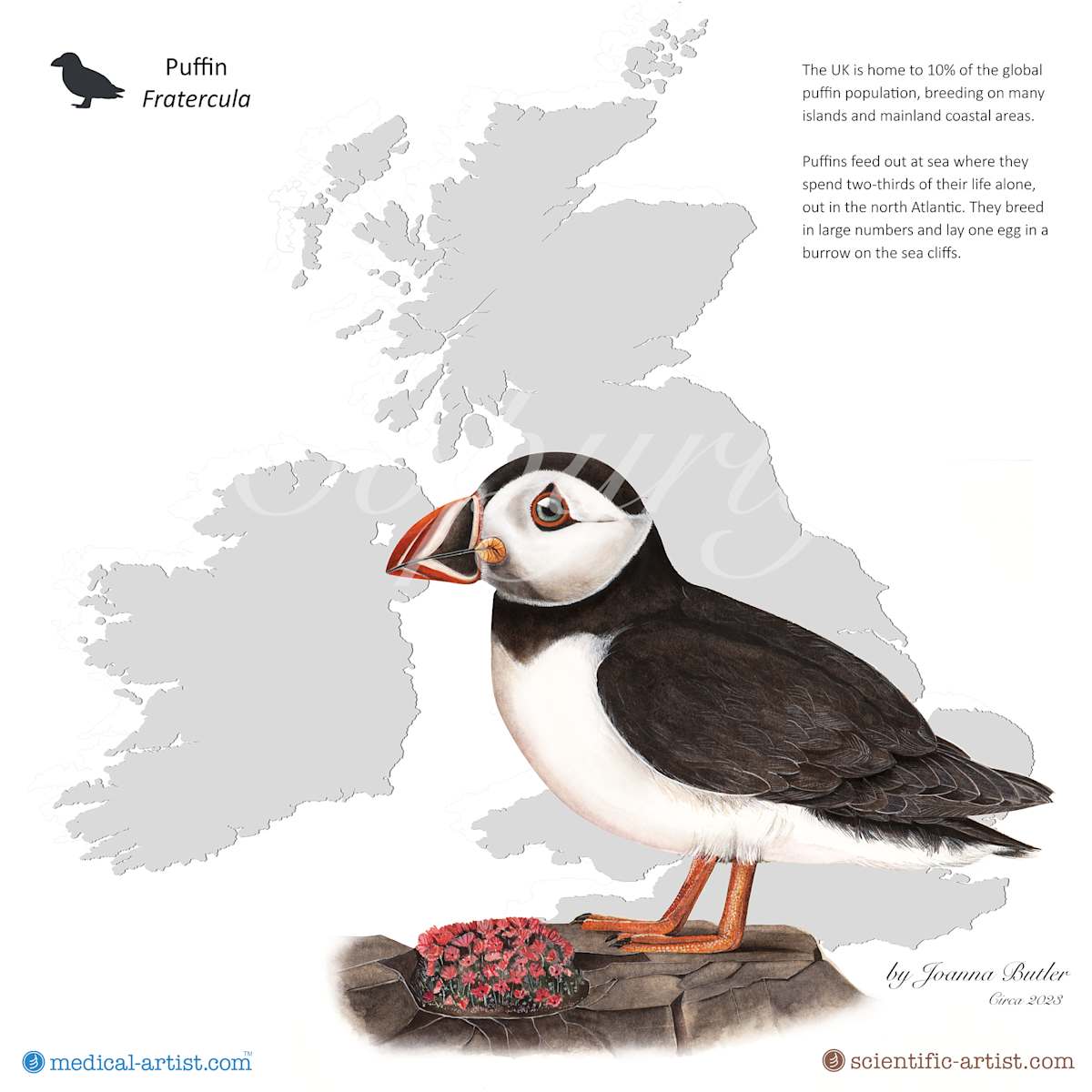 Puffin infographic from the collection of Guild of Natural Science ...