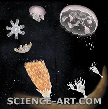 Jellyfish life cycle from the collection of Guild of Natural Science ...