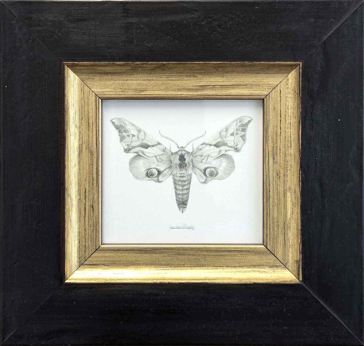 Elephant Hawk Moth EHM001 by Louisa Crispin | Artwork Archive