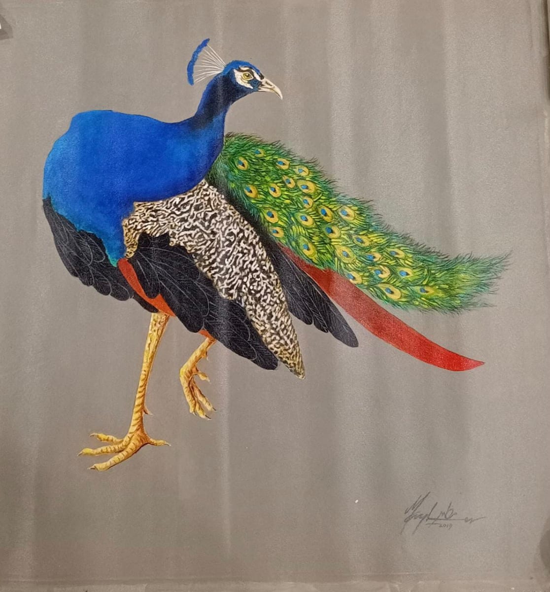 Prancing Peacock From The Collection Of Radiantarts Artwork Archive