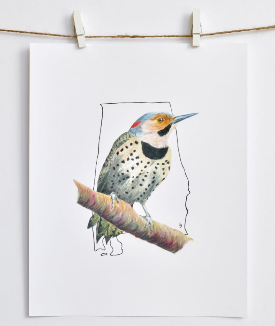State Bird of Alabama: Northern Flicker (aka the Yellowhammer) from the collection of Arts in ...