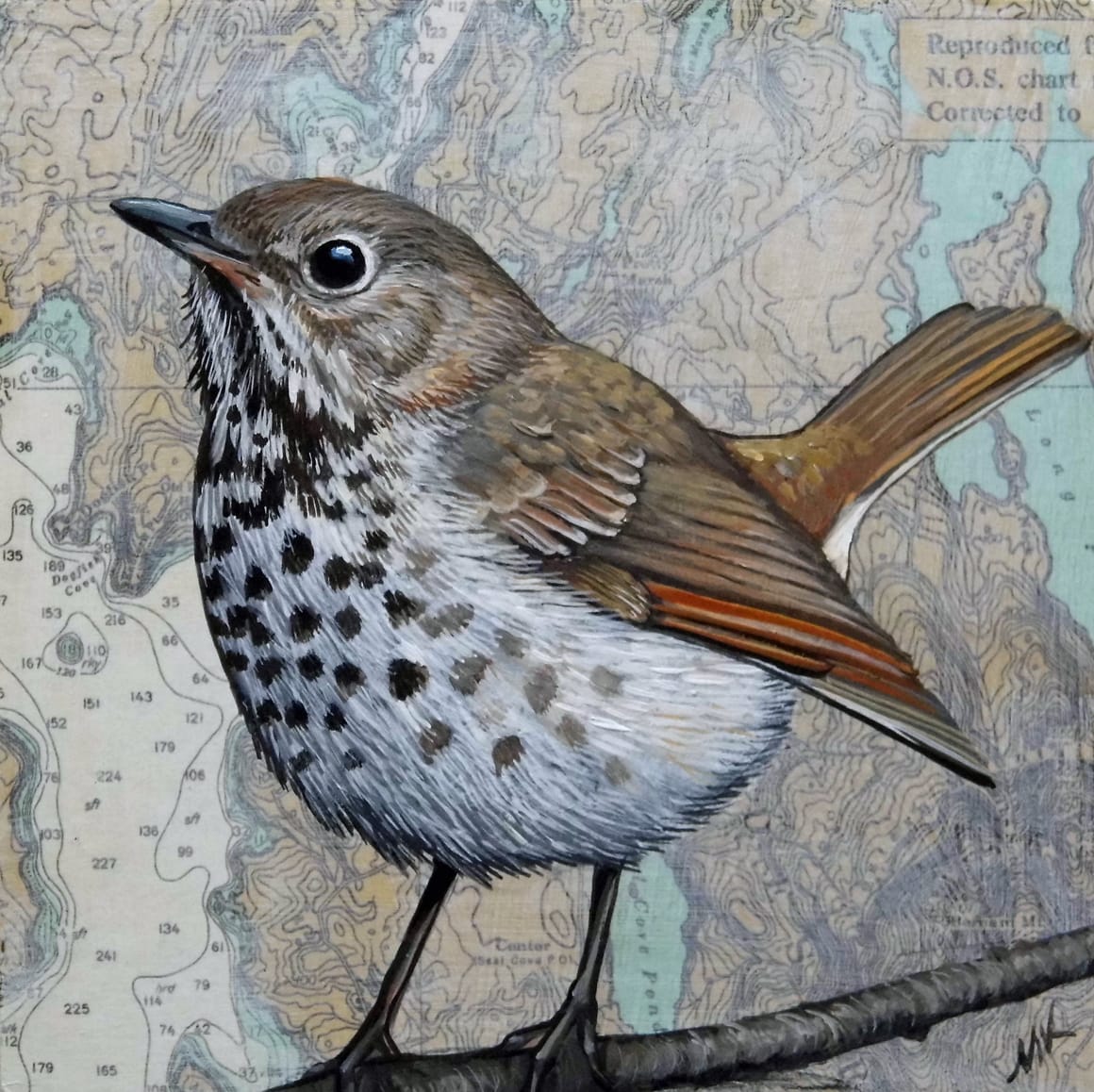 Hermit Thrush from the exhibition Dock Level | Artwork Archive