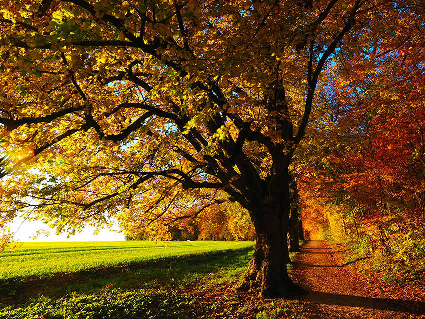Call for Entry: Lens Work: Trees and Water | Artwork Archive