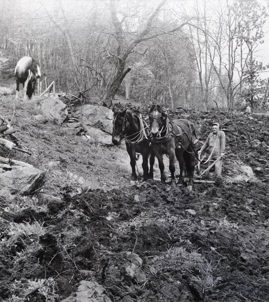 Paul Dockery and Horses, Anderson Branch/Madison County, North Carolina ...