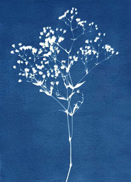 Wildflowers by Sarah Mason | Artwork Archive