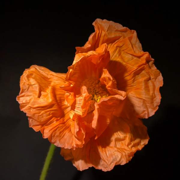 Safety Orange Poppy, 2024, digital color print on paper, signed and ...
