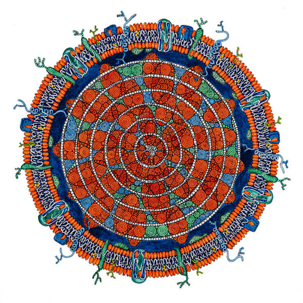 Organ Mandala, Inner Workings- Membranes by Shanthi Chandrasekar ...