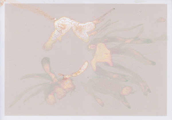 Deep Surface Series by Traci Kelly | Artwork Archive