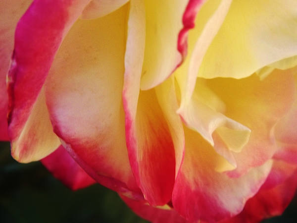 Tyler Rose by Lora Wood | Artwork Archive