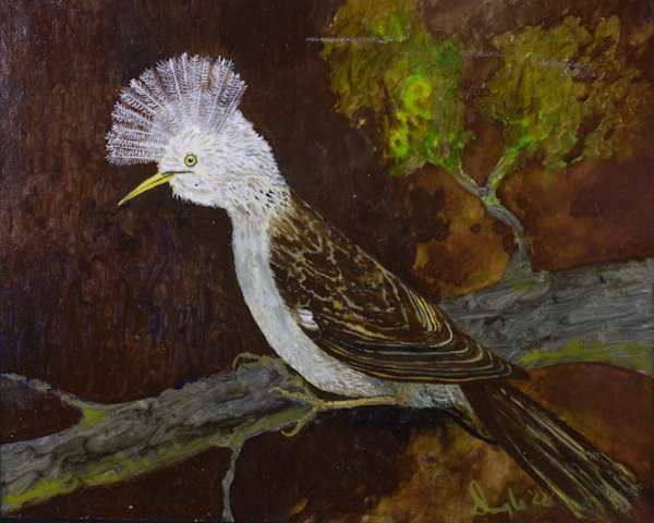 Bourbon Crested Starling by Douglas Black | Artwork Archive