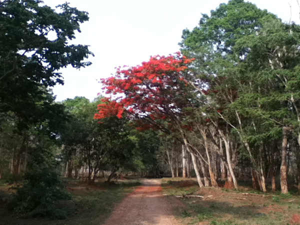 The Red Tree Path, Mysore, India - Photoprint by Marie Louise Bosin, MA ...