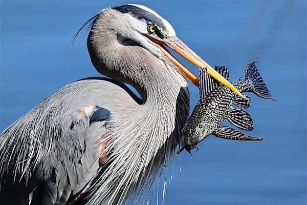 Great Blue Heron with a catch by David Whited | Artwork Archive