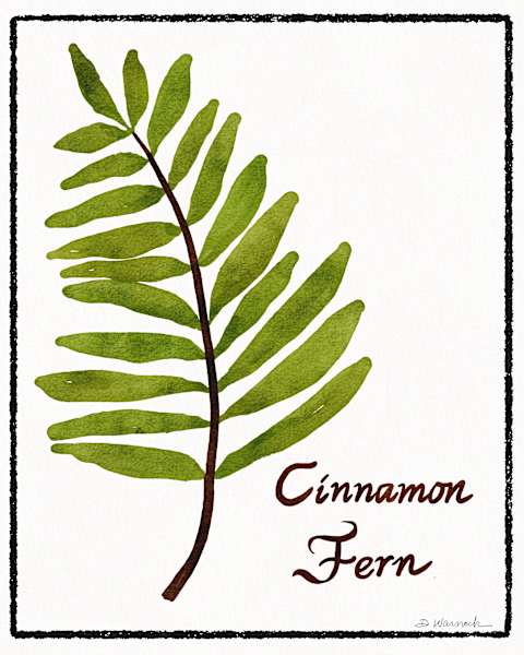 Cinnamon Fern by Debbie Warnock | Artwork Archive