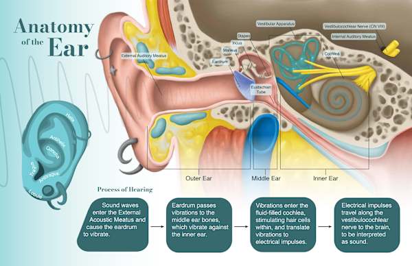 Anatomy of the Ear by Adyson McCullough | Artwork Archive