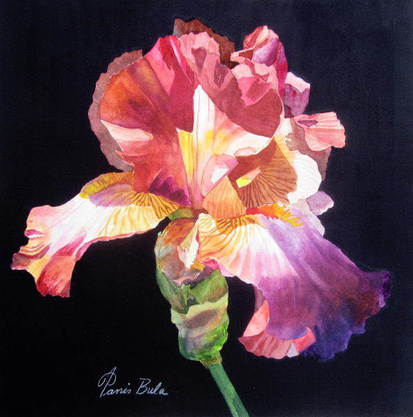 Red Iris by Tanis Bula | Artwork Archive