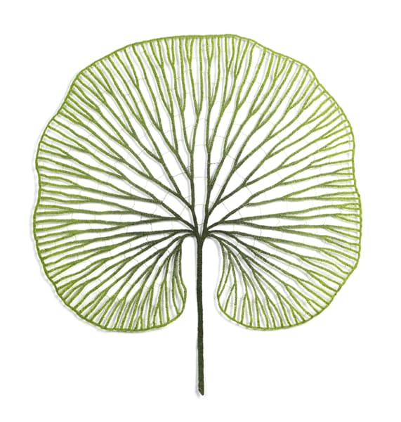 Kidney Fern (Hymenophyllum nephrophyllum) by Meredith Woolnough ...