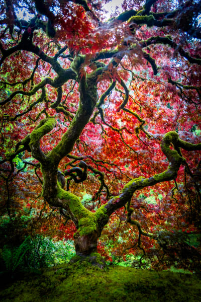 Infinity Tree from the collection of BARE Walls | Artwork Archive