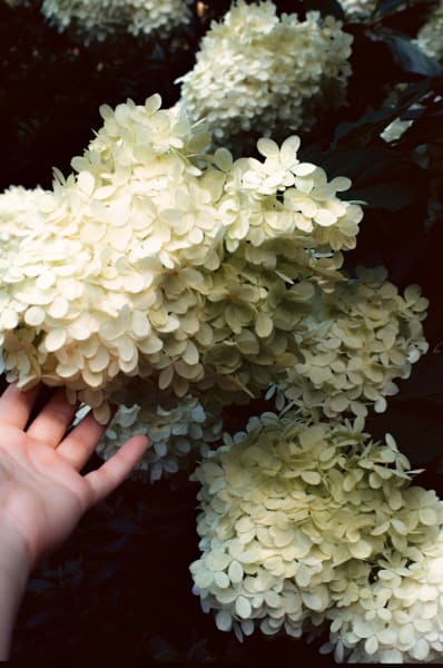 Hydrangea from the collection of BARE Walls | Artwork Archive