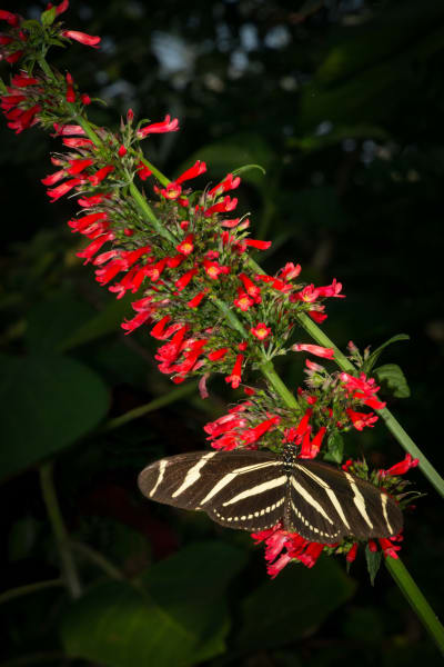 Heliconius Butterfly on a Red Firecracker Plant from the collection of ...