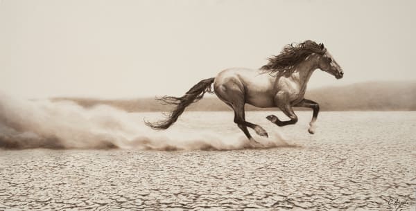 Unbridled Freedom by Carol L. Acedo | Artwork Archive