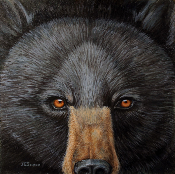 #305 Black Bear Eyes by J Elaine Senack | Artwork Archive