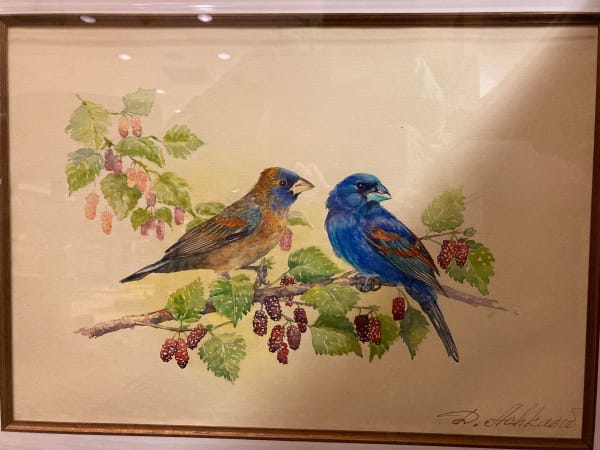 Pair of Blue Grosbeaks (Cardinalidae) from the collection of Children's ...