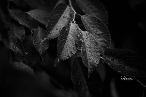Driplets After the Storm from the collection of Children's Hospital ...