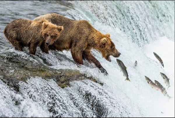 The Perfect Catch from the exhibition Celebration: Team Member Art Show 2024 | Artwork Archive