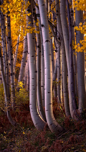 Aspen Sway from the exhibition Celebration: Team Member Art Show 2024 ...