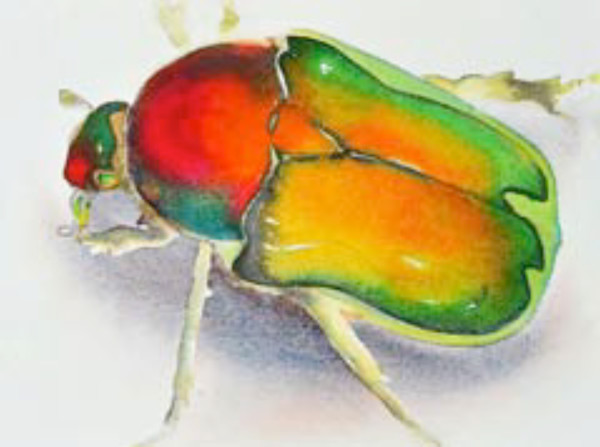 Multi-Colored Beetle from the collection of Children's Hospital ...