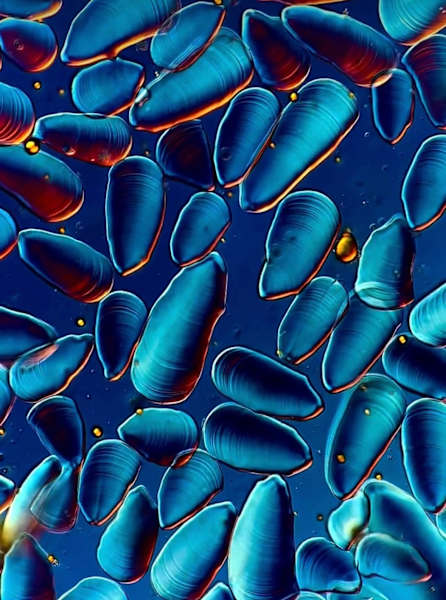 Collection Macro Magnum from Robin Moore | Artwork Archive