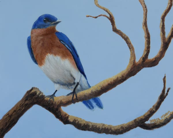 MR. BLUE BIRD by Brenda Francis | Artwork Archive