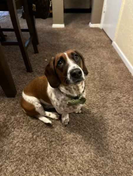 Miss Princess Daisy by Heather Medrano | Artwork Archive