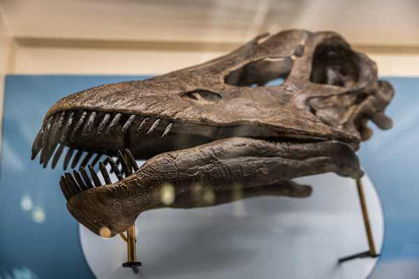 Travel Through Time: Fossils from the Science Museum of Minnesota from ...