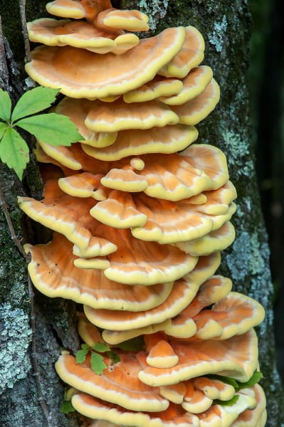 Sulfur Shelf by Kelly Sinclair | Artwork Archive